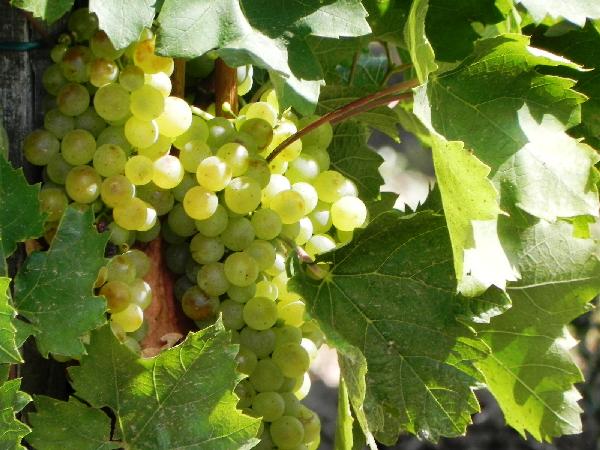 GUIDE@HAND - Grape Varieties Of Tokaj Hegyalja