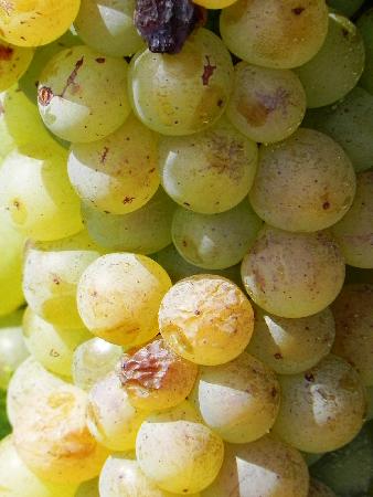 GUIDE@HAND - Grape Varieties Of Tokaj Hegyalja