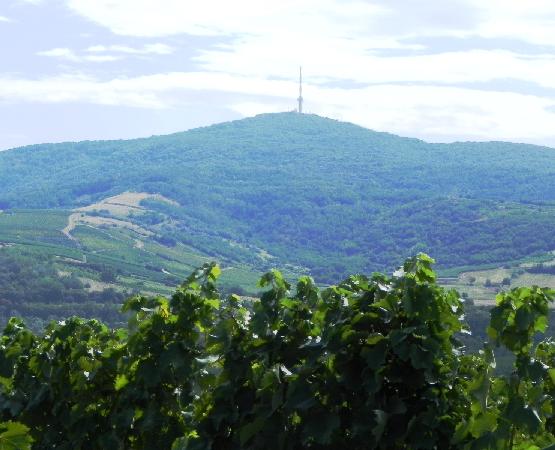 GUIDE@HAND - Grape Varieties Of Tokaj Hegyalja