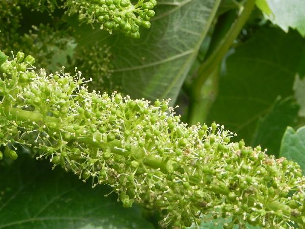 GUIDE@HAND - Grape Varieties Of Tokaj Hegyalja