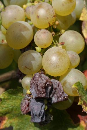 GUIDE@HAND - Grape Varieties Of Tokaj Hegyalja