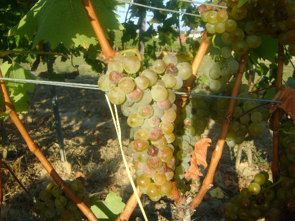 GUIDE@HAND - Grape Varieties Of Tokaj Hegyalja