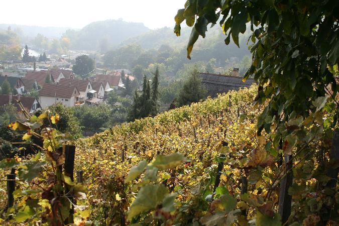 GUIDE@HAND - Grape Varieties Of Tokaj Hegyalja