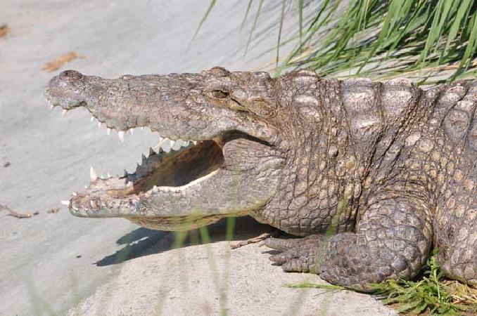 GUIDE@HAND - Nílusi krokodil